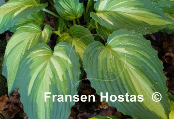Hosta War Paint - Fransen Hostas